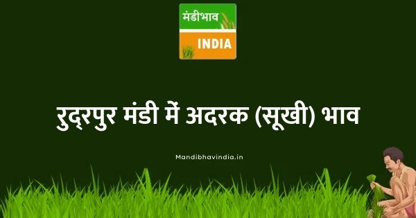 रुद्रपुर मंडी में अदरक (सूखी) का भाव - Ginger dry Mandi Bhav In Rudrapur