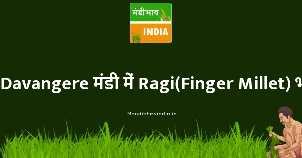 आज Davangere में Ragi(Finger Millet) का मंडी भाव | कर्नाटक