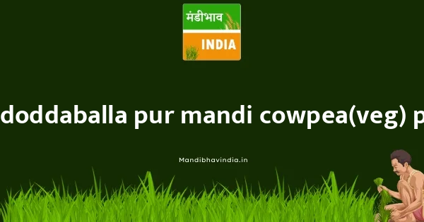 Cowpea(Veg) Price Today in Doddaballa Pur Mandi - Latest Rate | Karnataka