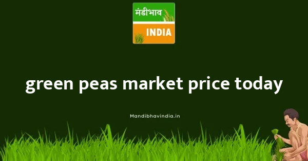 Green Peas Market Prices Today - 16 December 2025