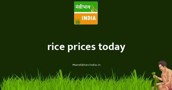 Rice Market Prices Today - 27 October 2025