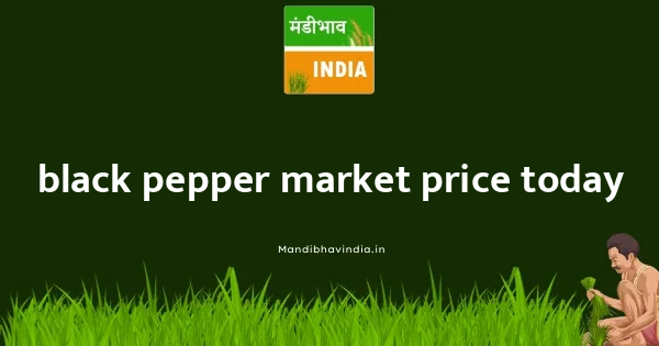 Black pepper Market Prices Today - 17 December 2025